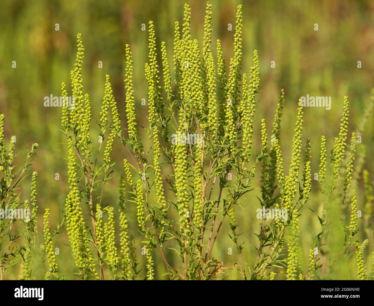 Blooming plant of common ragweed, Ambrosia artemisiifolia Stock Photo ...