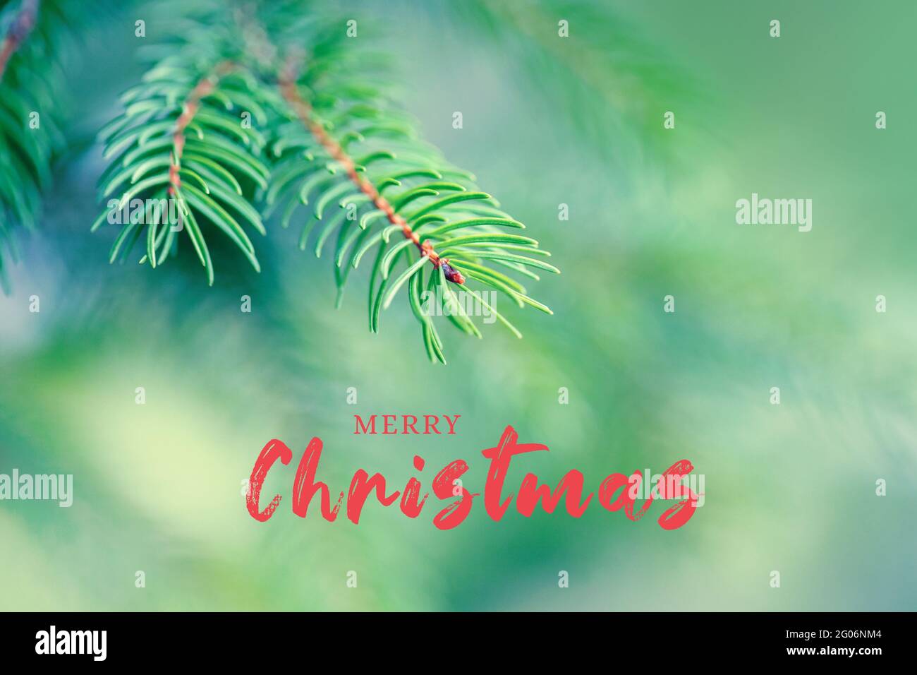 Cedar tree branch fresh buds hi-res stock photography and images - Alamy