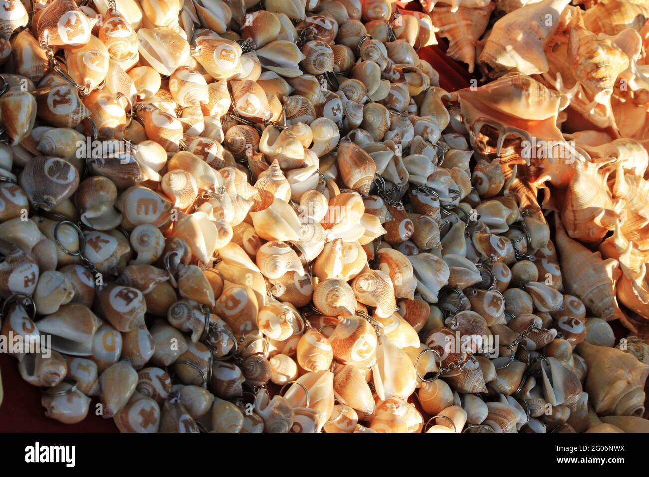 Big seashells hi-res stock photography and images - Alamy