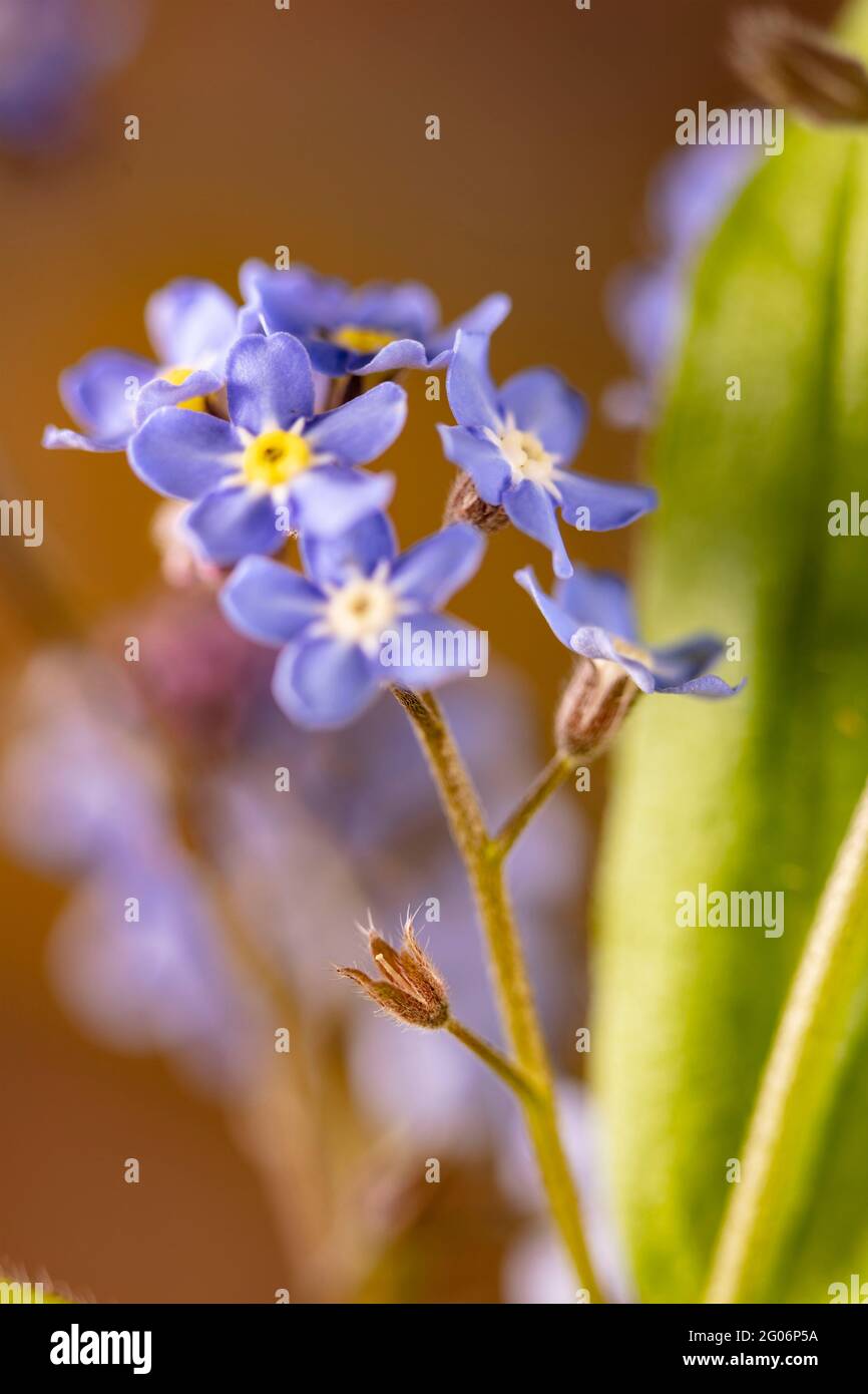 Forget me not (Myosotis scorpioides) flowering, natural plant portrait ...