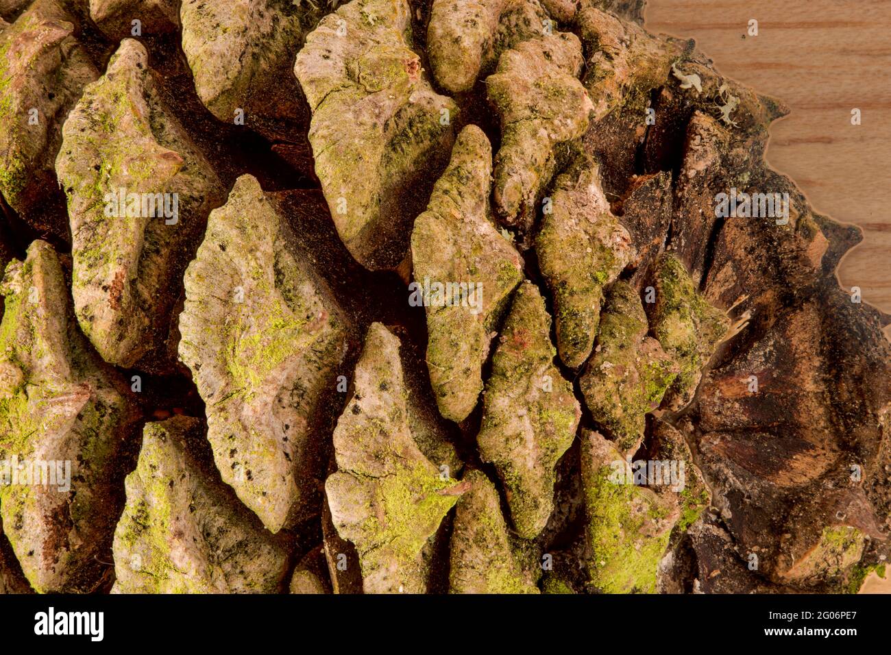 Pine cone anatomy hi-res stock photography and images - Alamy