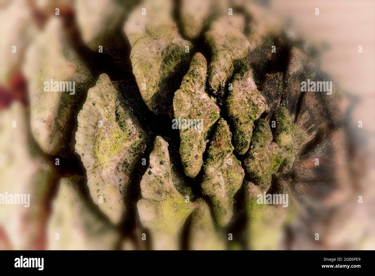 Pine cone anatomy hi-res stock photography and images - Alamy