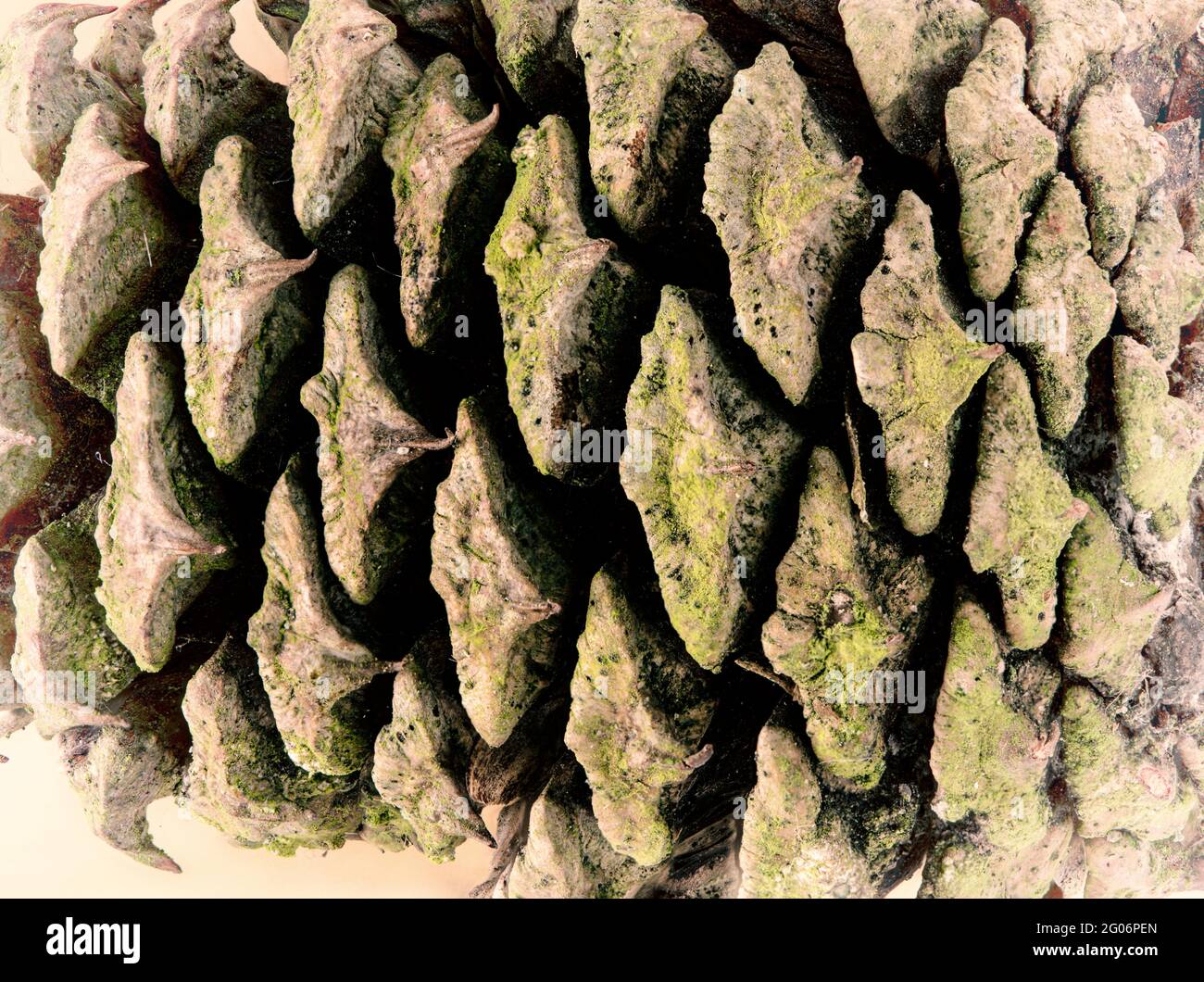 Macro abstract of pine cone patterns and textures Stock Photo - Alamy