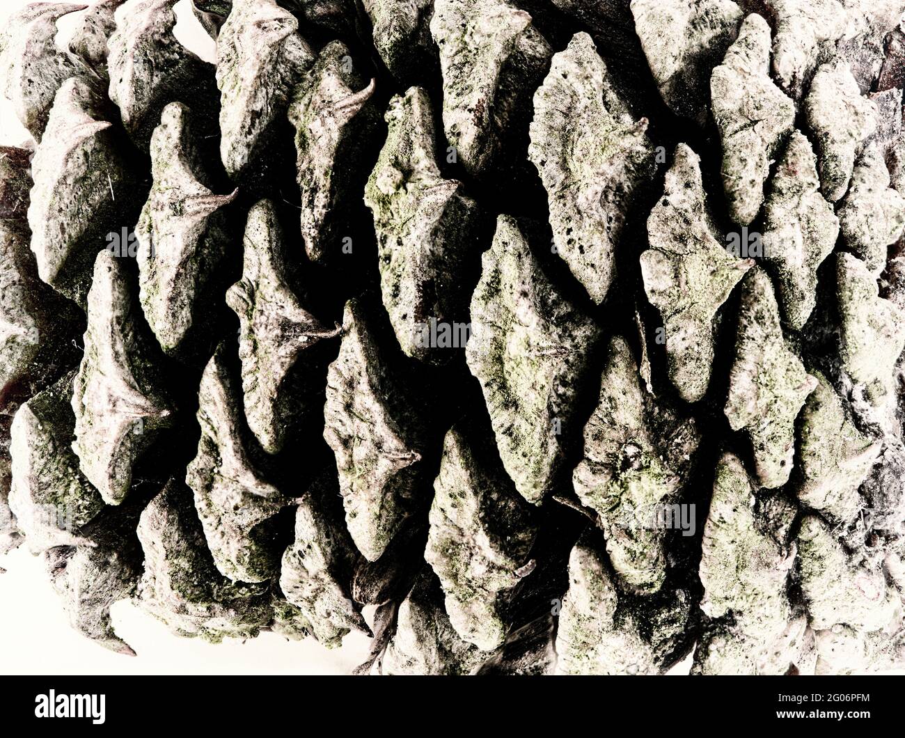 Pine cone anatomy hi-res stock photography and images - Alamy