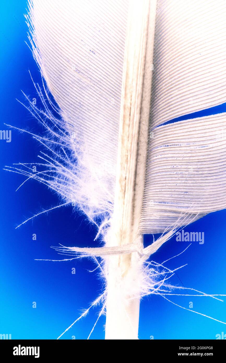 Close-up abstract of bird feather Stock Photo - Alamy
