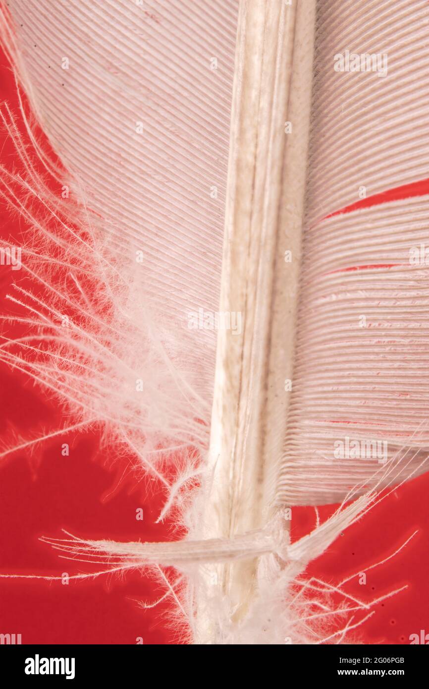 Close-up abstract of bird feather Stock Photo - Alamy