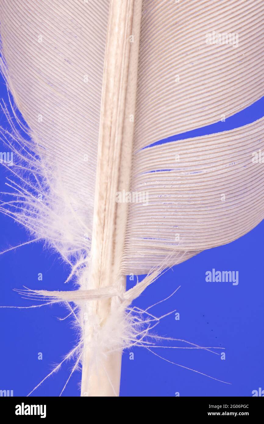 Waterproofing her feathers hi-res stock photography and images - Alamy