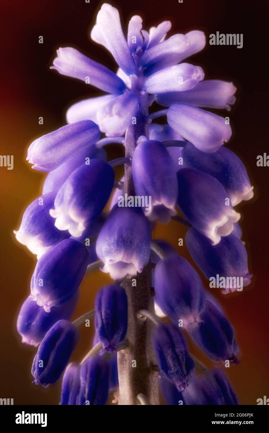 Macro backlit flower portrait of Grape Hyacinth, Muscari, with plain ...