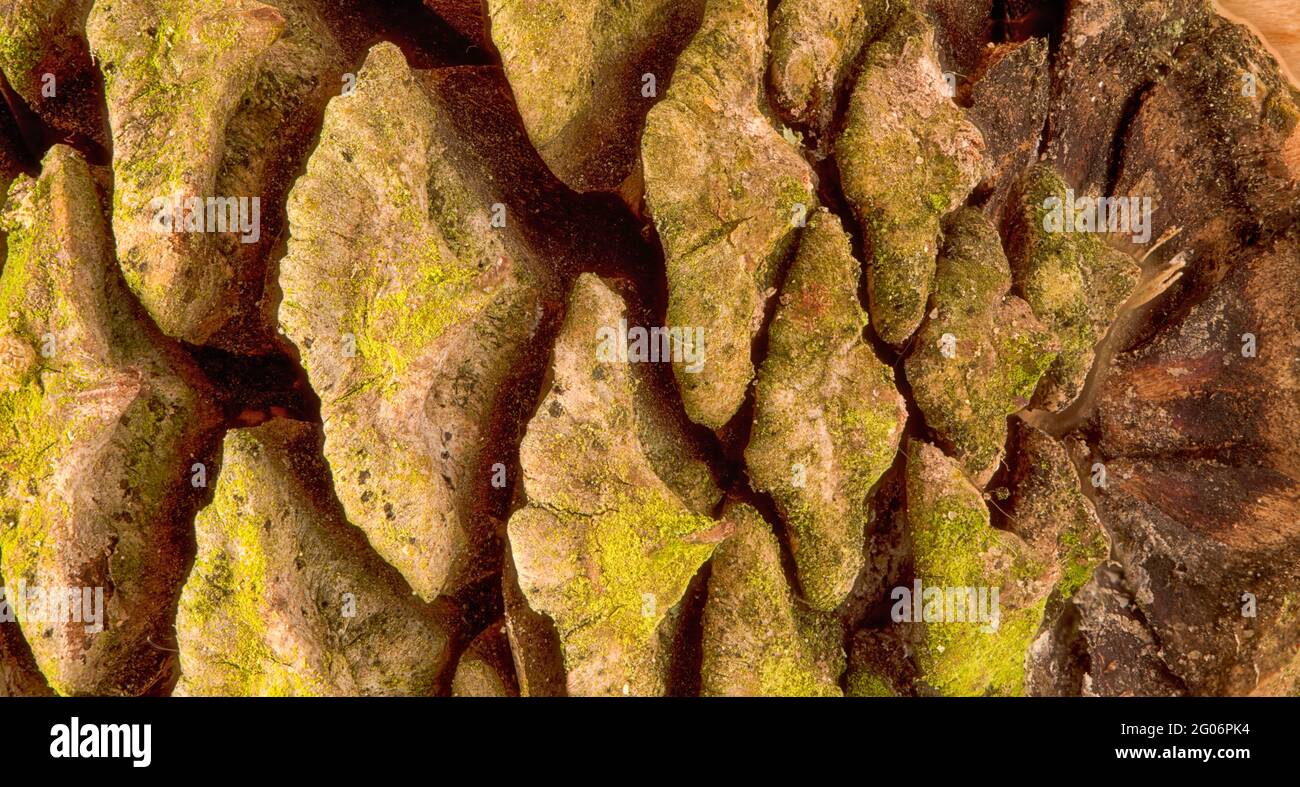 Macro photograph of pine cone structure and pattern Stock Photo - Alamy