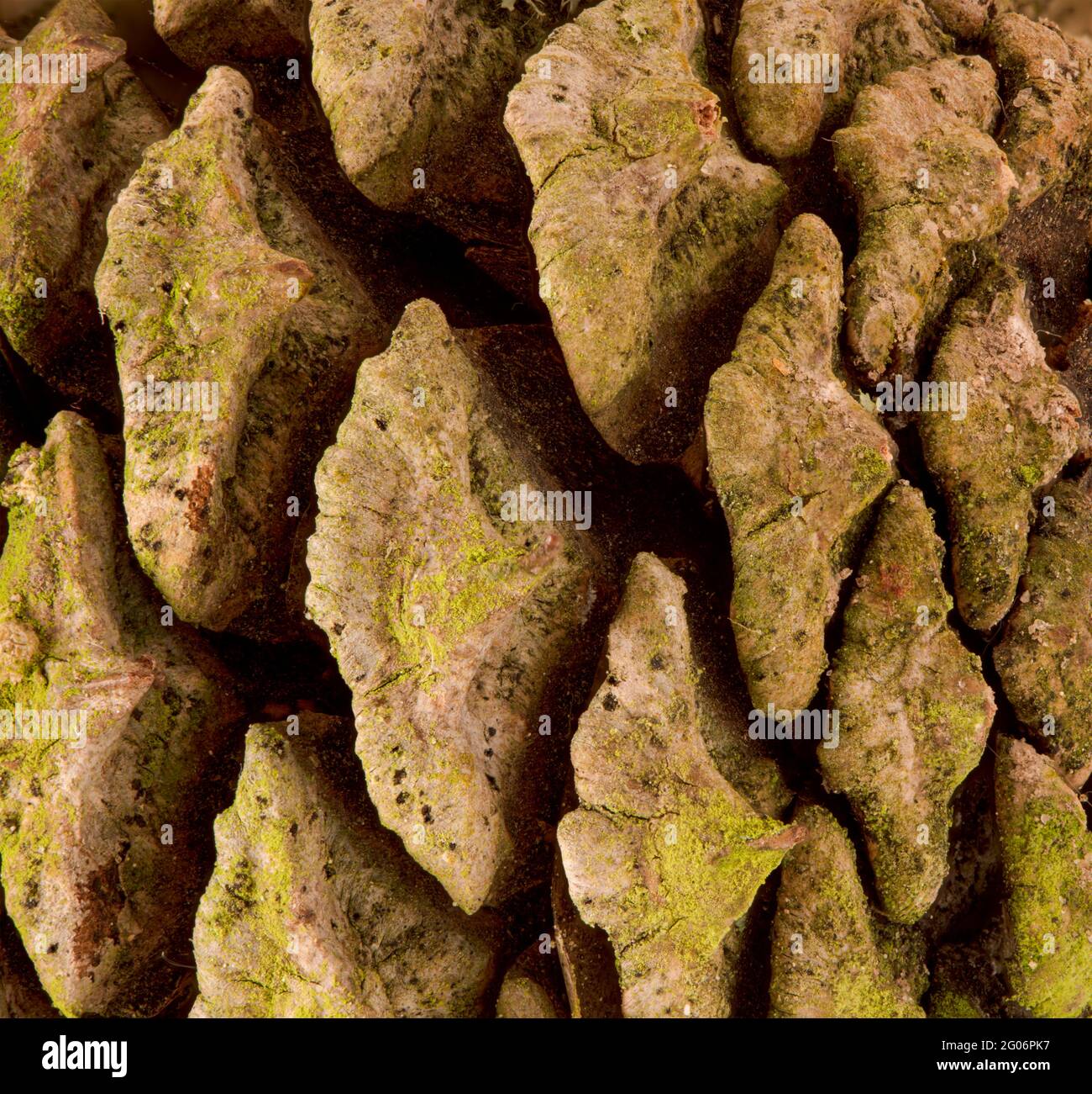 Macro photograph of pine cone structure and pattern Stock Photo - Alamy