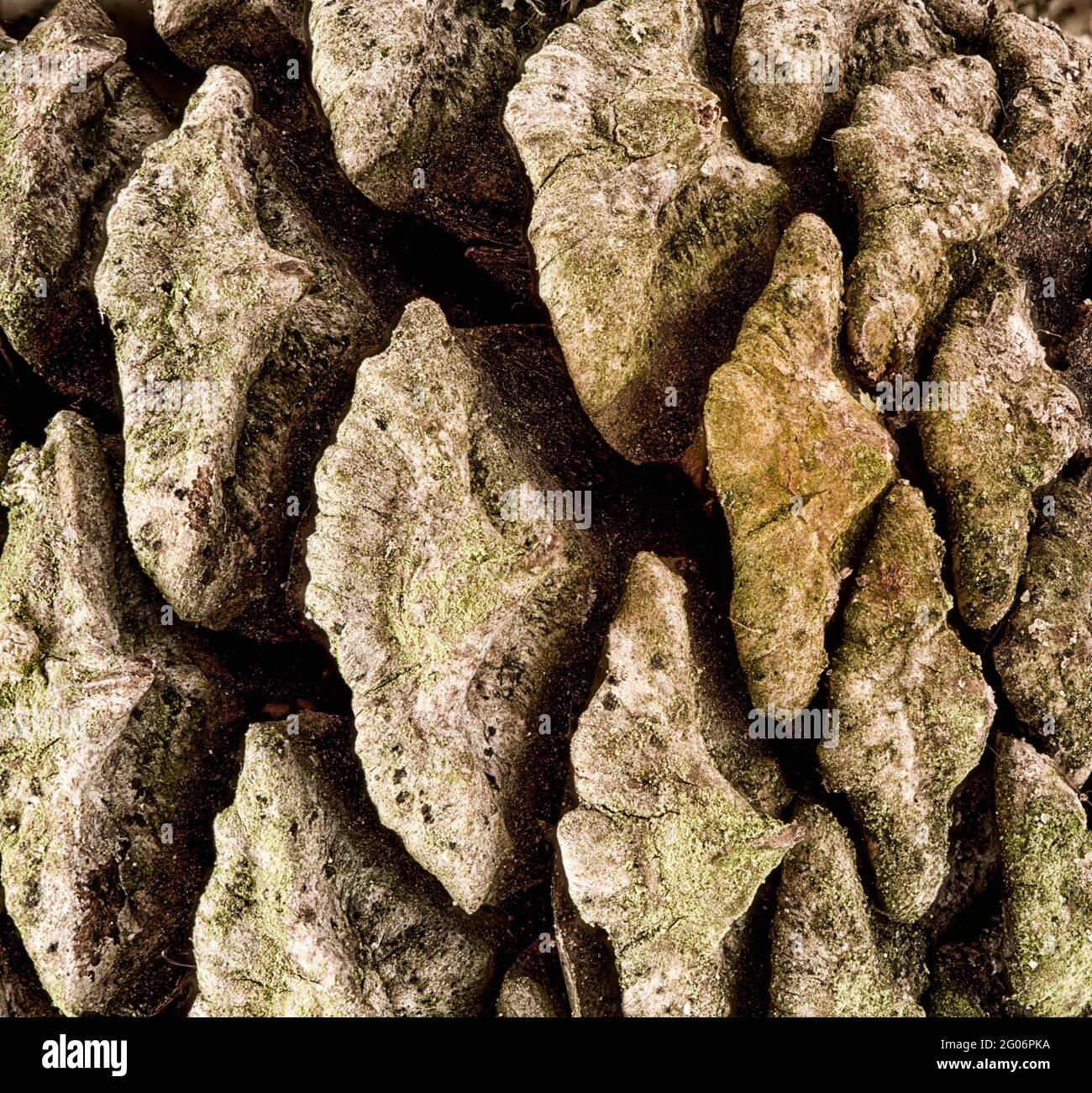 Macro photograph of pine cone structure and pattern Stock Photo - Alamy