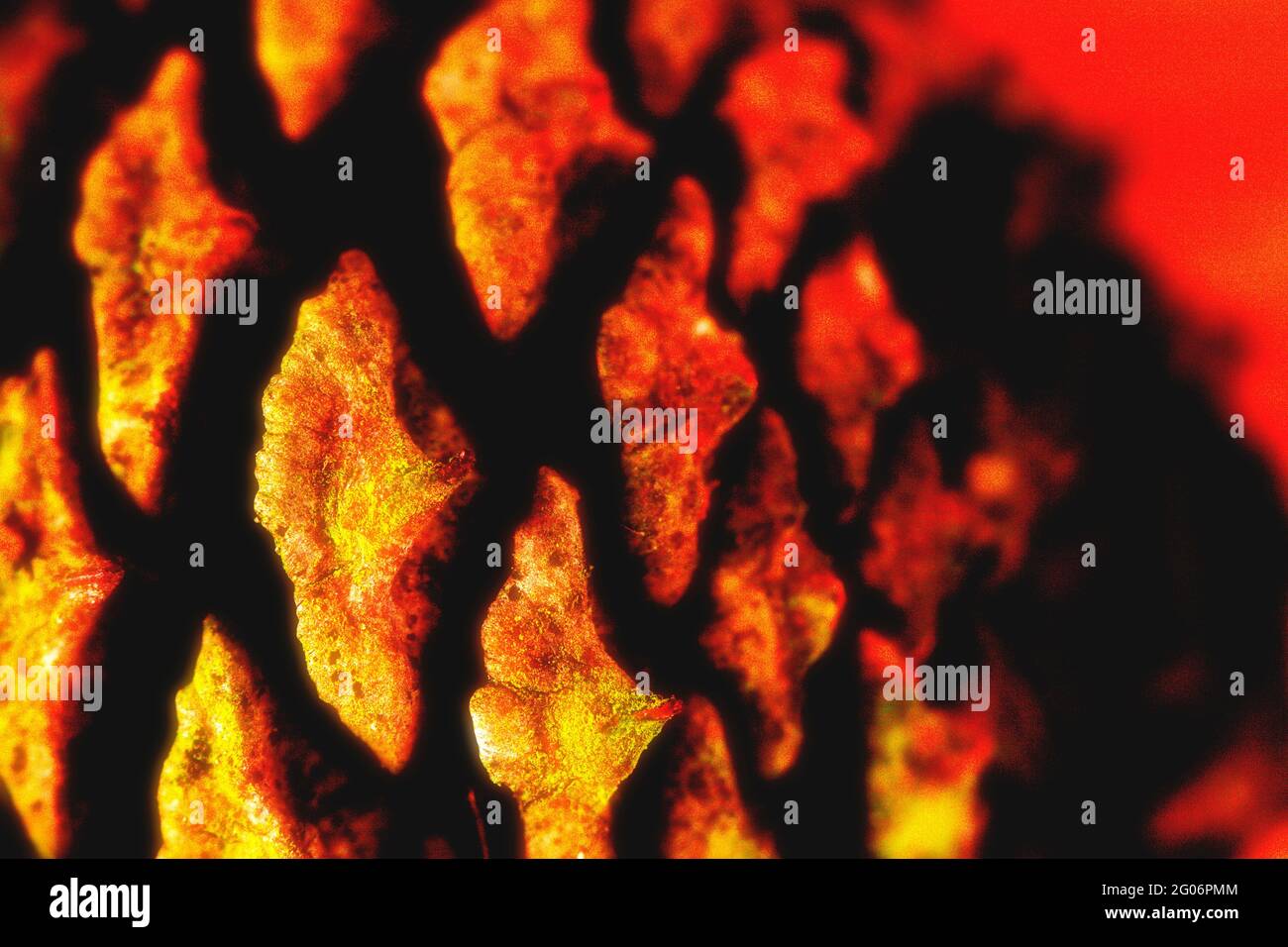 Macro photograph of pine cone structure and pattern Stock Photo - Alamy