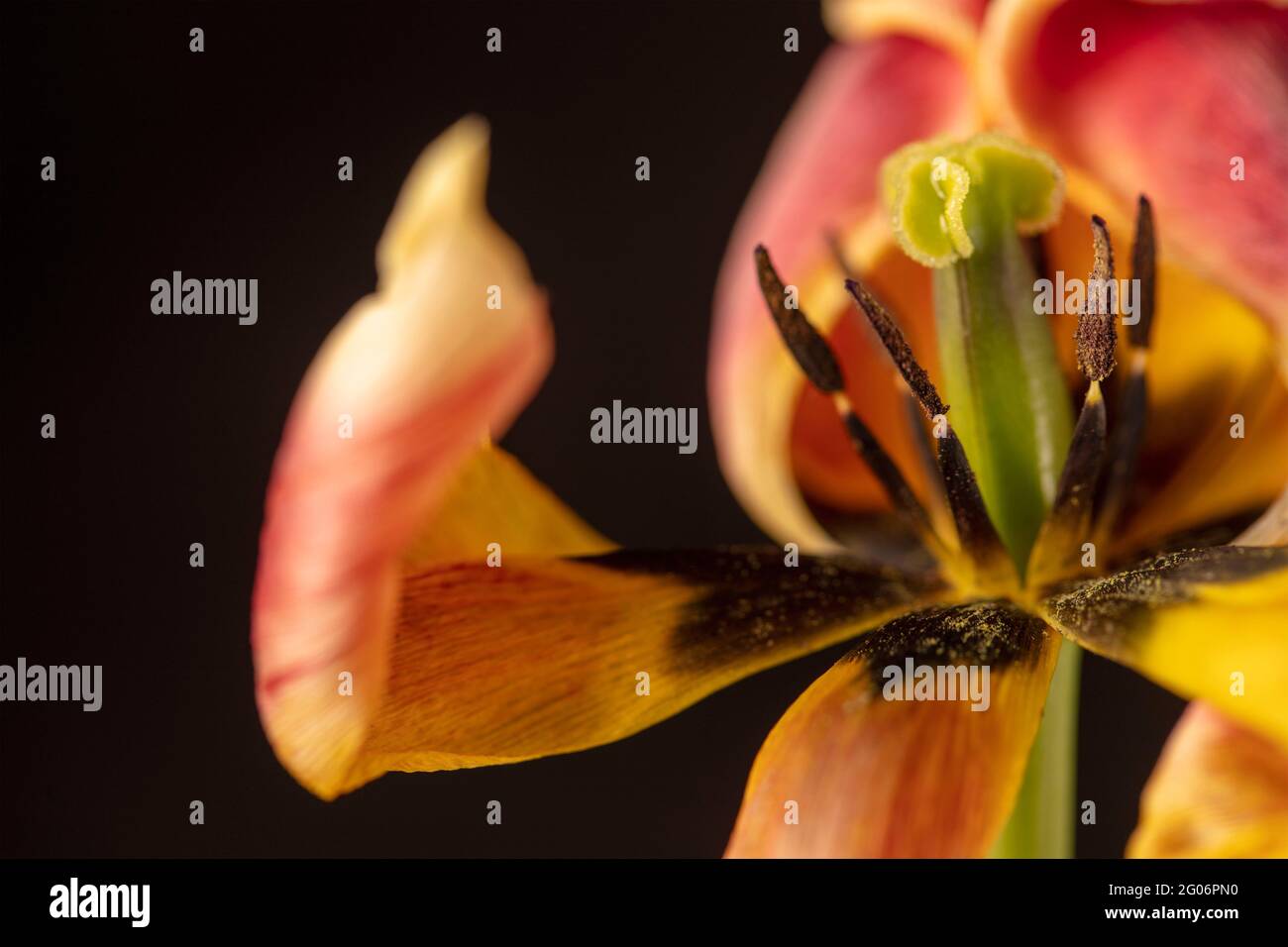 Close-up tulip flower showing reproductive organ and colourful petals ...