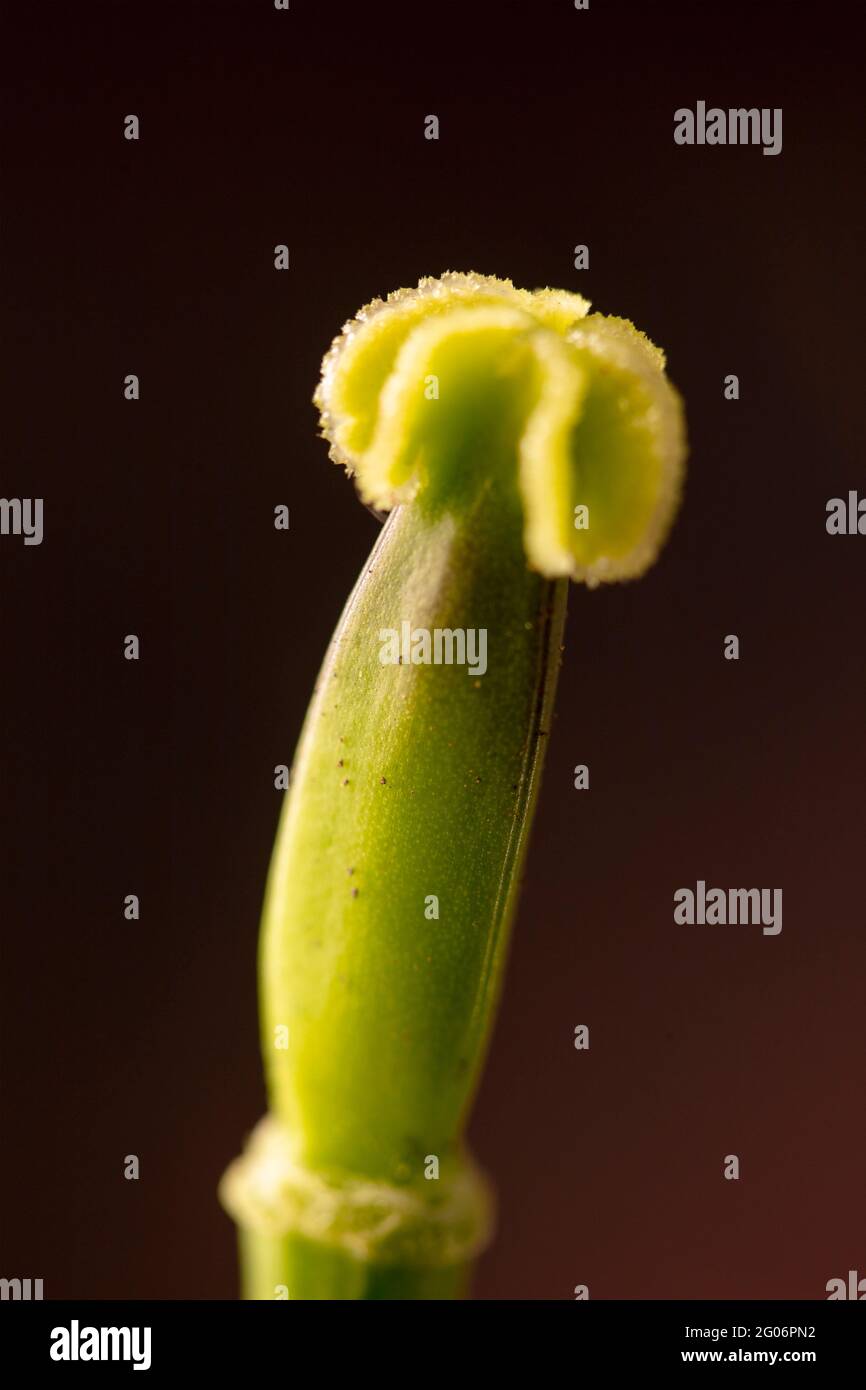 Close-up tulip flower showing reproductive organ and colourful petals ...