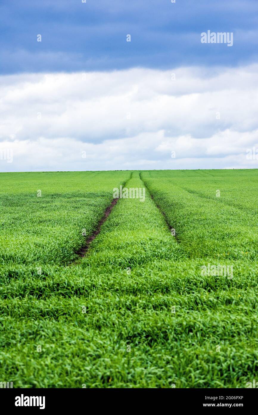 A field growing crops near Hale, Merseyside, UK Stock Photo - Alamy