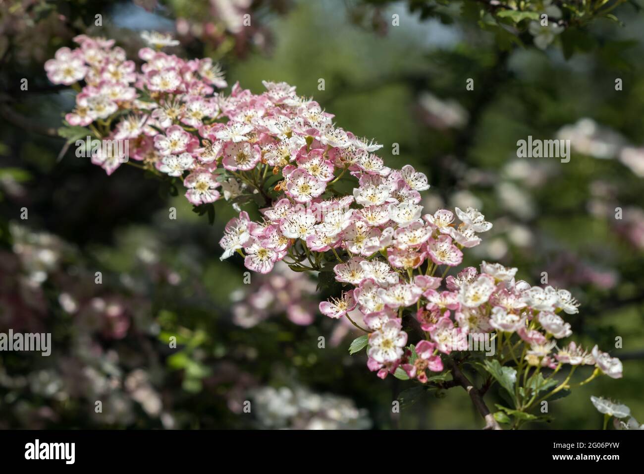 Hawthorn tree blossom hi-res stock photography and images - Alamy