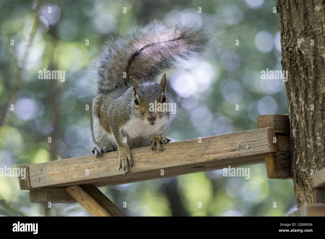 Peering outside hi-res stock photography and images - Alamy