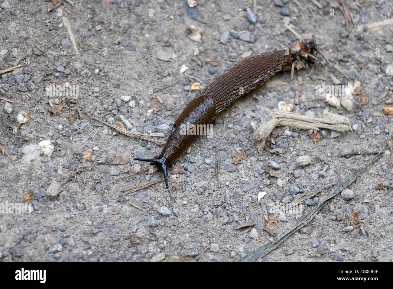 Slithering hi-res stock photography and images - Alamy