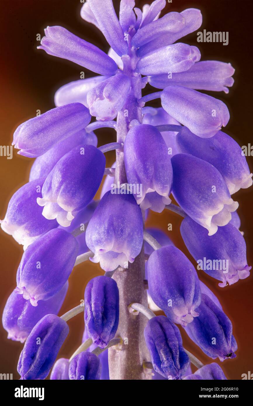 Very close up Grape Hyacinth flower spike , backlit to show structure ...