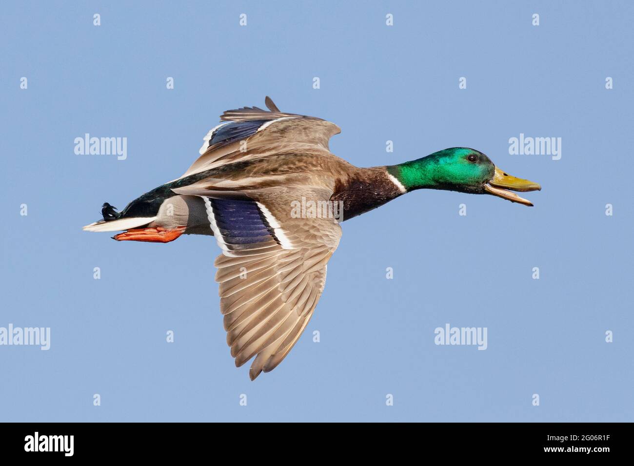 Pretty Mallard Duck flying and quacking to other ducks before landing ...