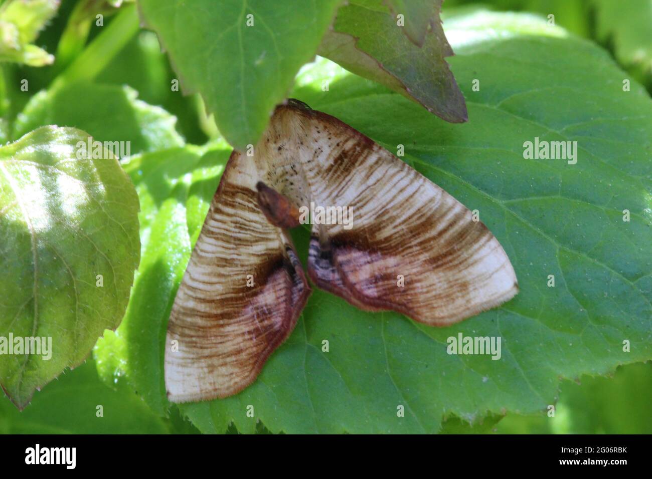Night flying insect hi-res stock photography and images - Alamy