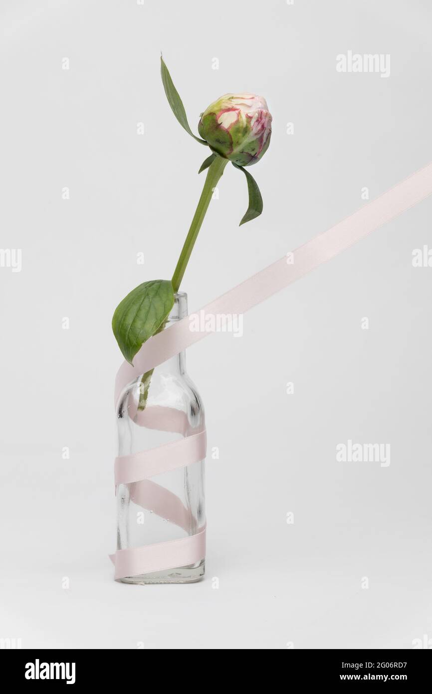 The circle of life of a flower Stock Photo - Alamy