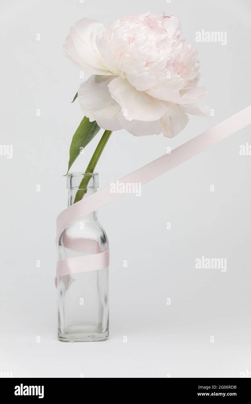 The circle of life of a flower Stock Photo - Alamy