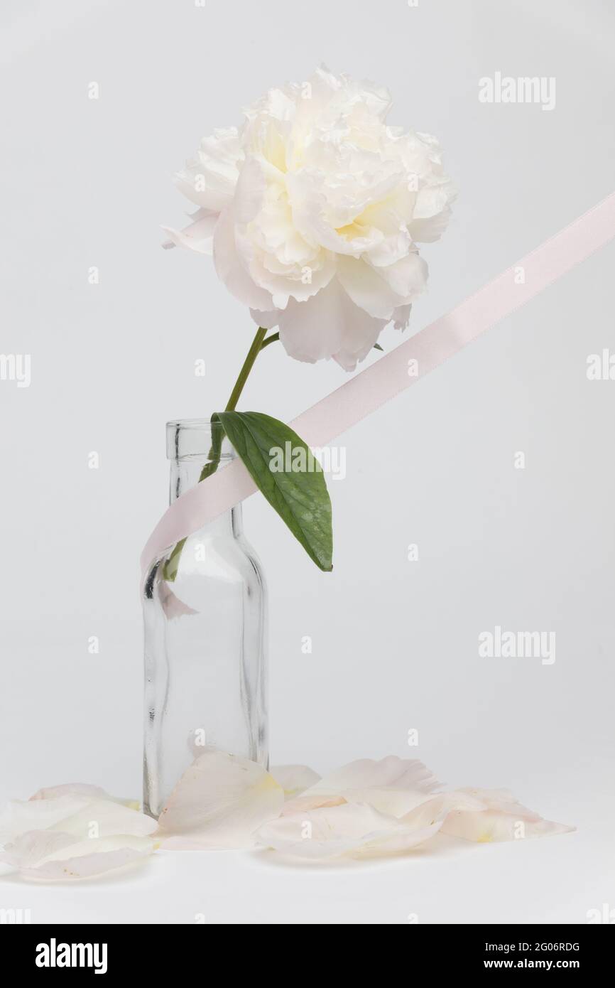 The circle of life of a flower Stock Photo - Alamy