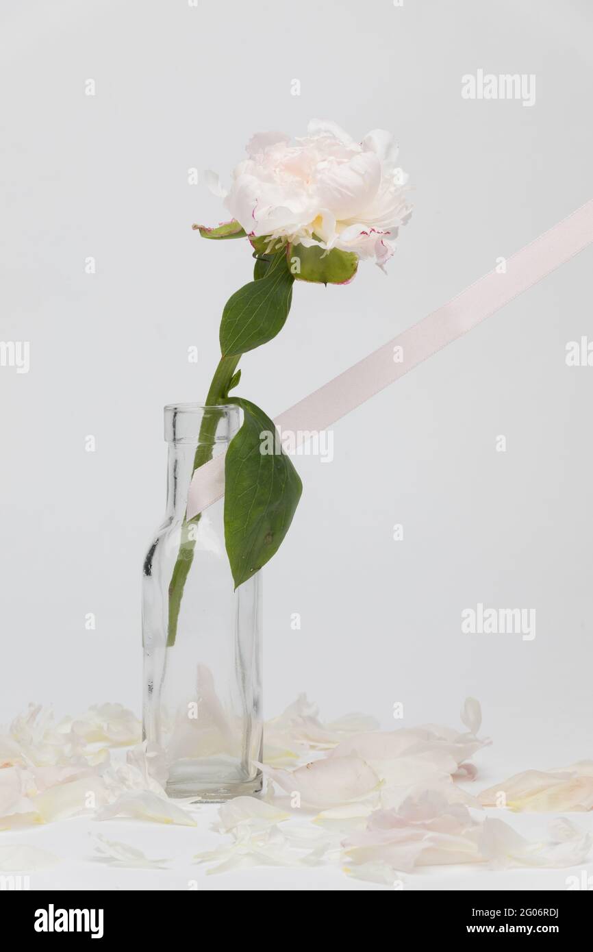 The circle of life of a flower Stock Photo - Alamy