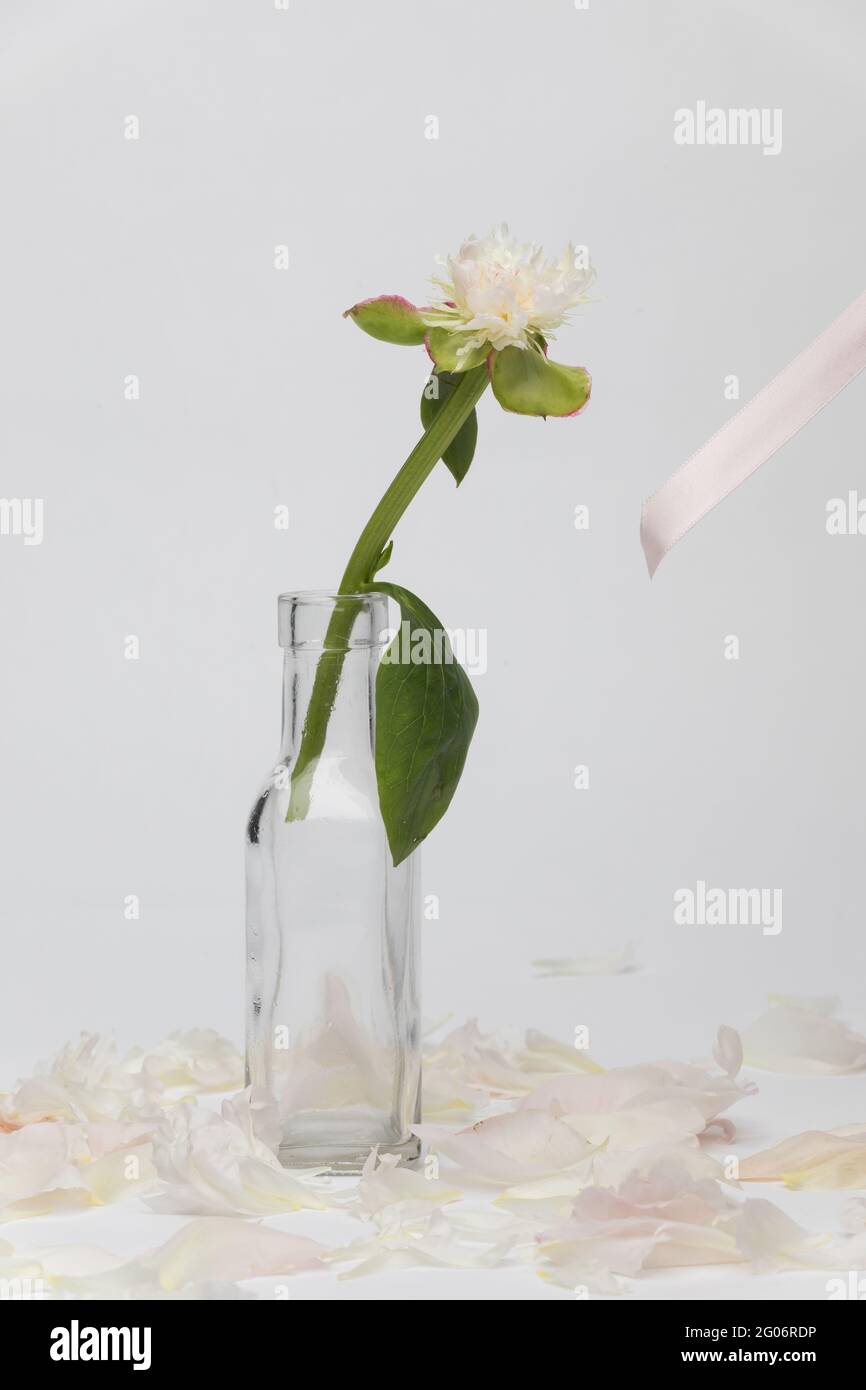 The circle of life of a flower Stock Photo - Alamy