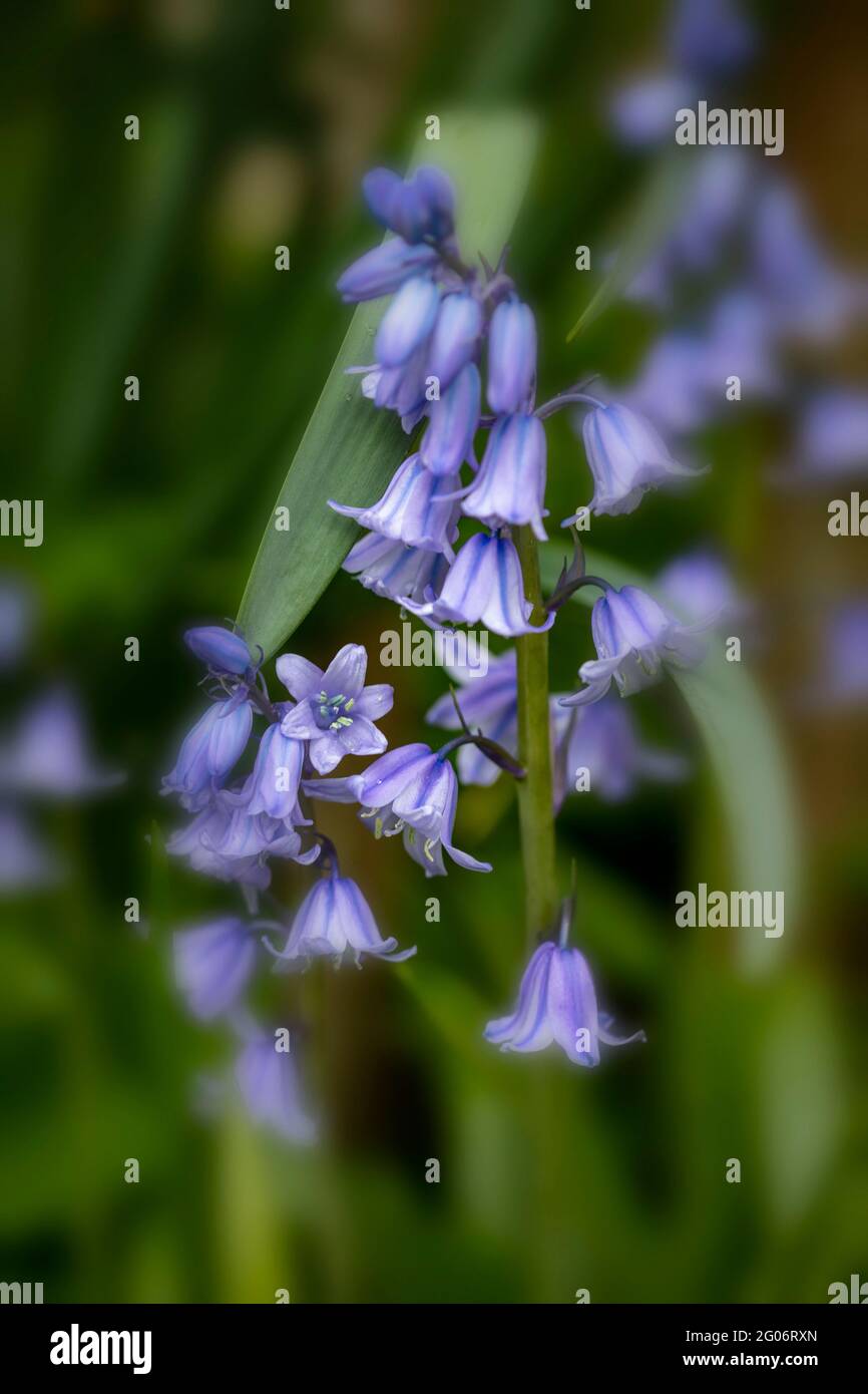 Natural plant portrait of Spanish bluebell (Hyacinthoides hispanica ...