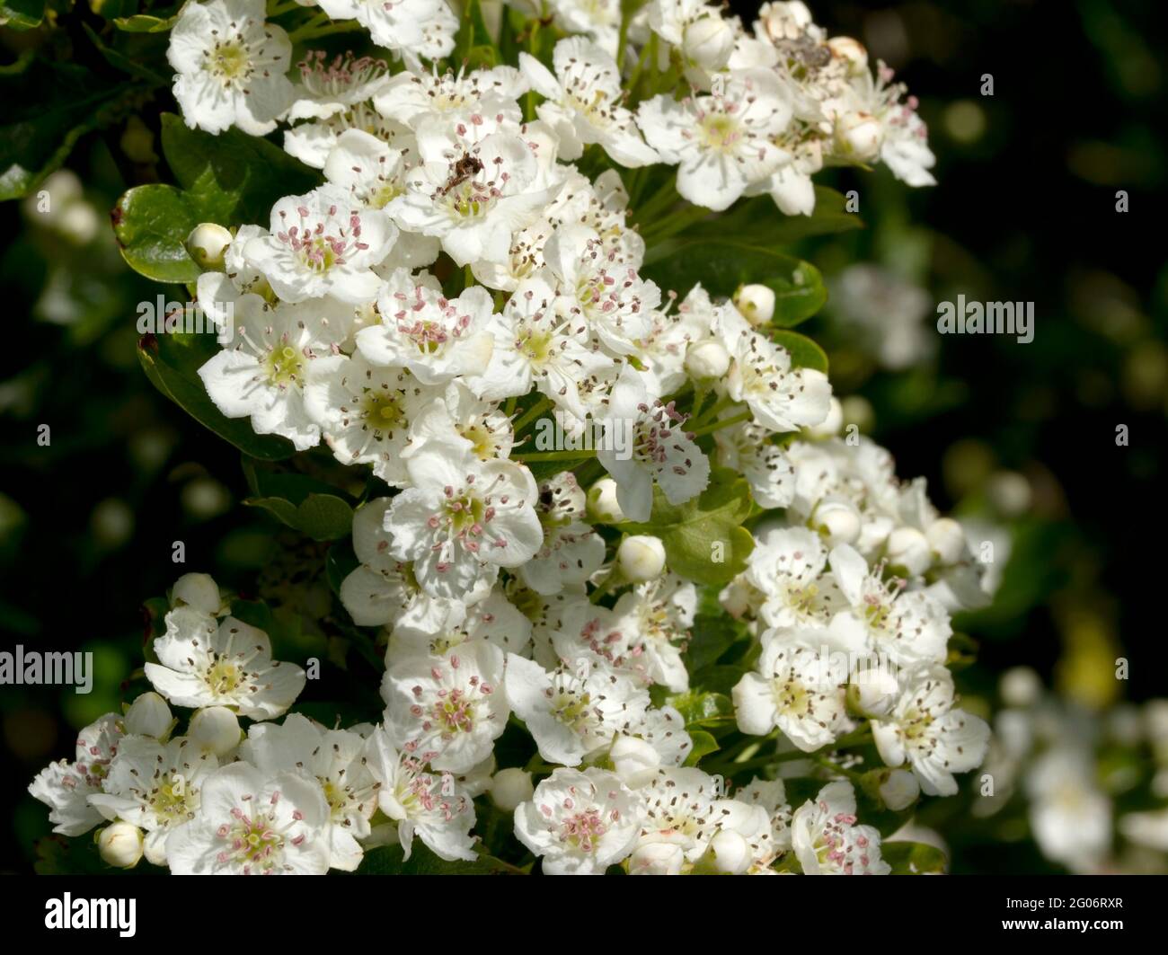 The Hawthorn flowers in late spring, giving it the common name of ...