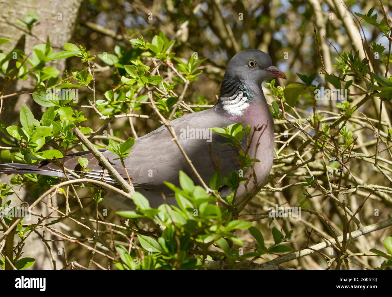 The Wood Pigeon is the largest of the European pigeon and dove family ...