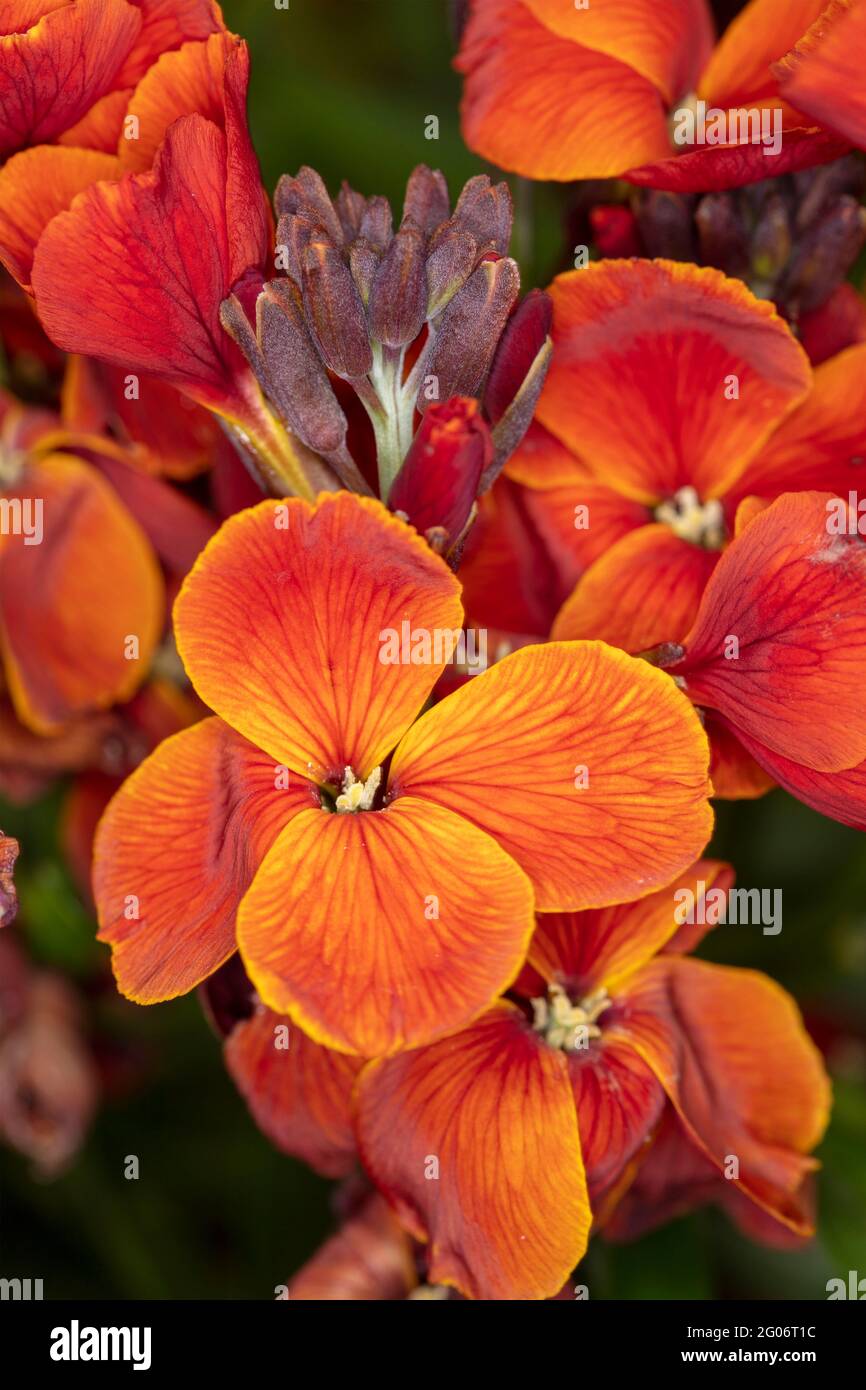 Close-up orange/red wallflower petal and buds, natural plant portrait ...