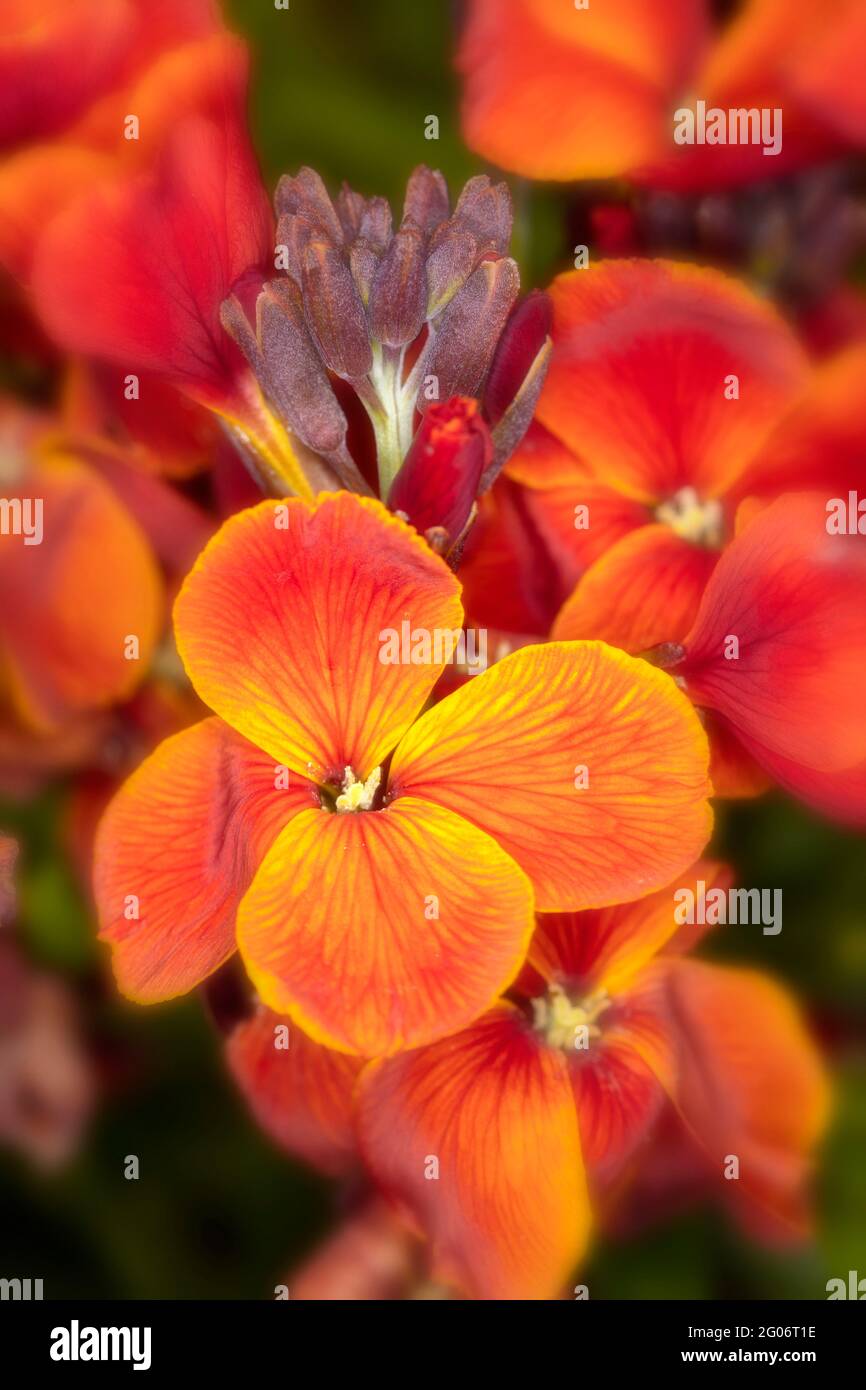 Close-up orange/red wallflower petal and buds, natural plant portrait ...
