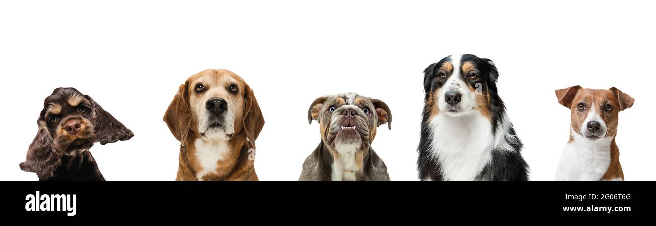 Art collage made of funny dogs different breeds posing isolated over white studio background ...