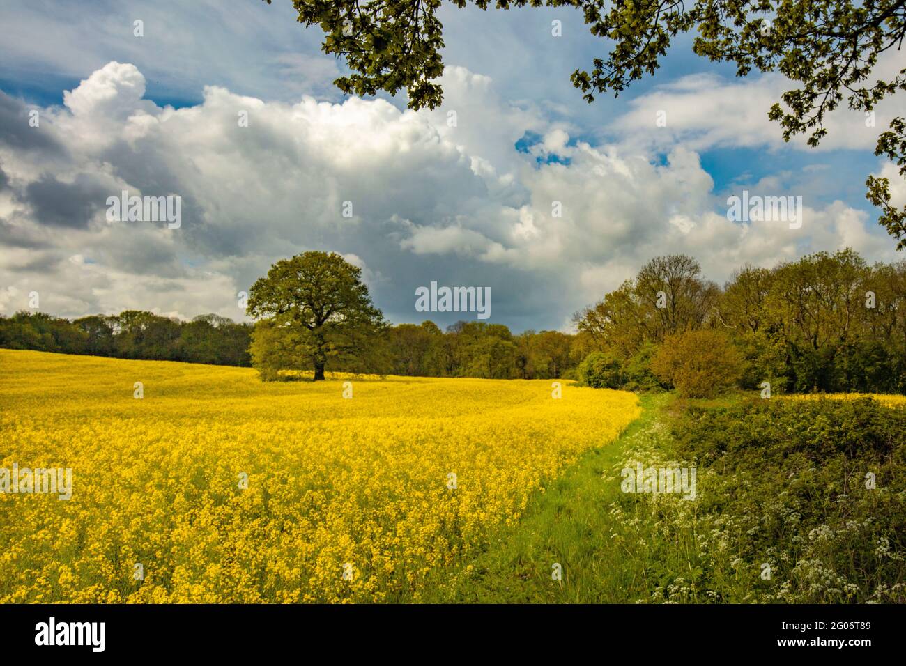 Rapeseed, Brassica napus, rape, oilseed rape field under dramatic sky ...