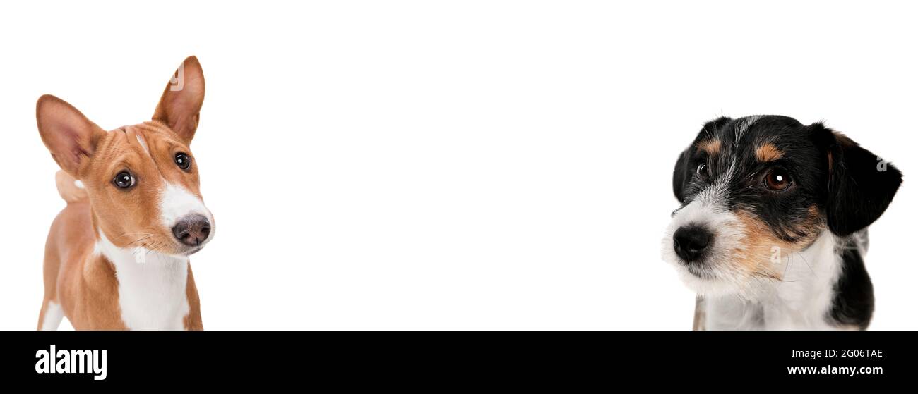 Art collage made of funny dogs different breeds posing isolated over ...