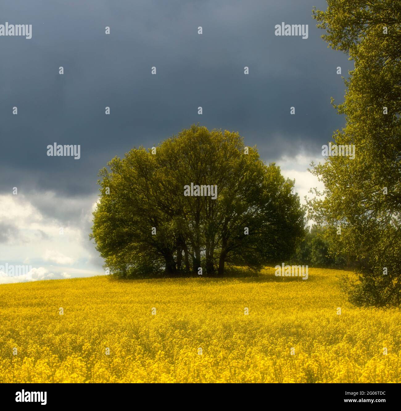 Rapeseed, Brassica napus, rape, oilseed rape field under dramatic sky ...