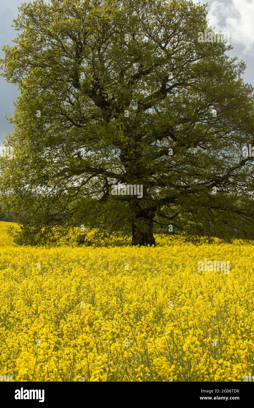 Rapeseed, Brassica napus, rape, oilseed rape field under dramatic sky ...