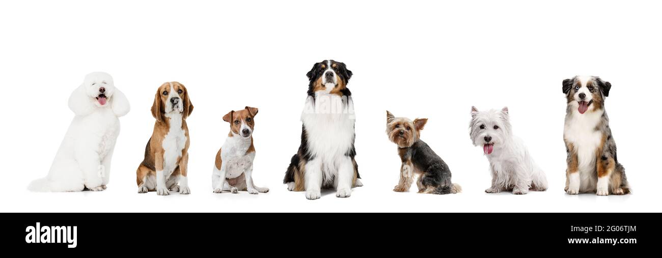 Art collage made of funny dogs different breeds posing isolated over white studio background ...