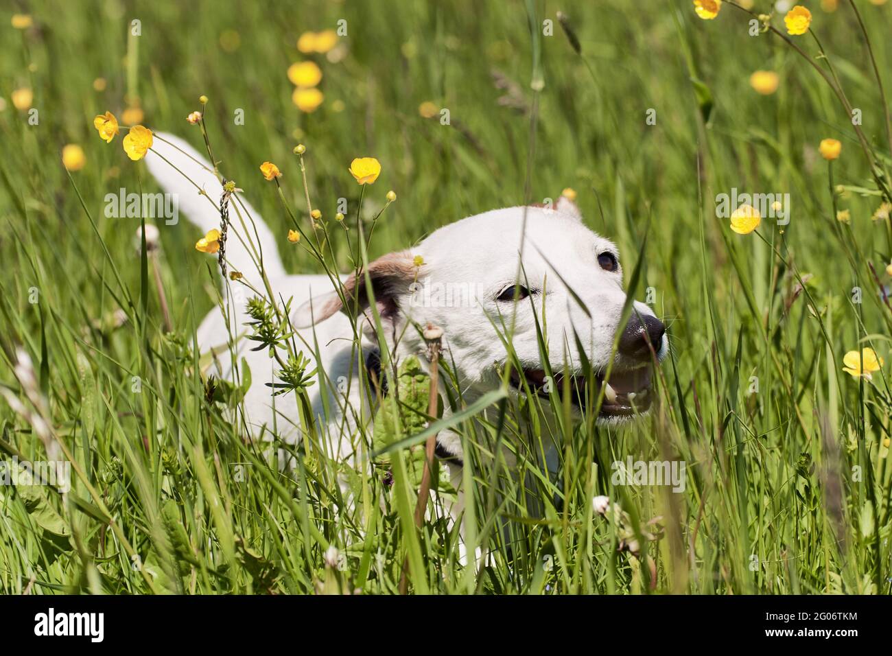 Dog running through flowers hi-res stock photography and images - Alamy