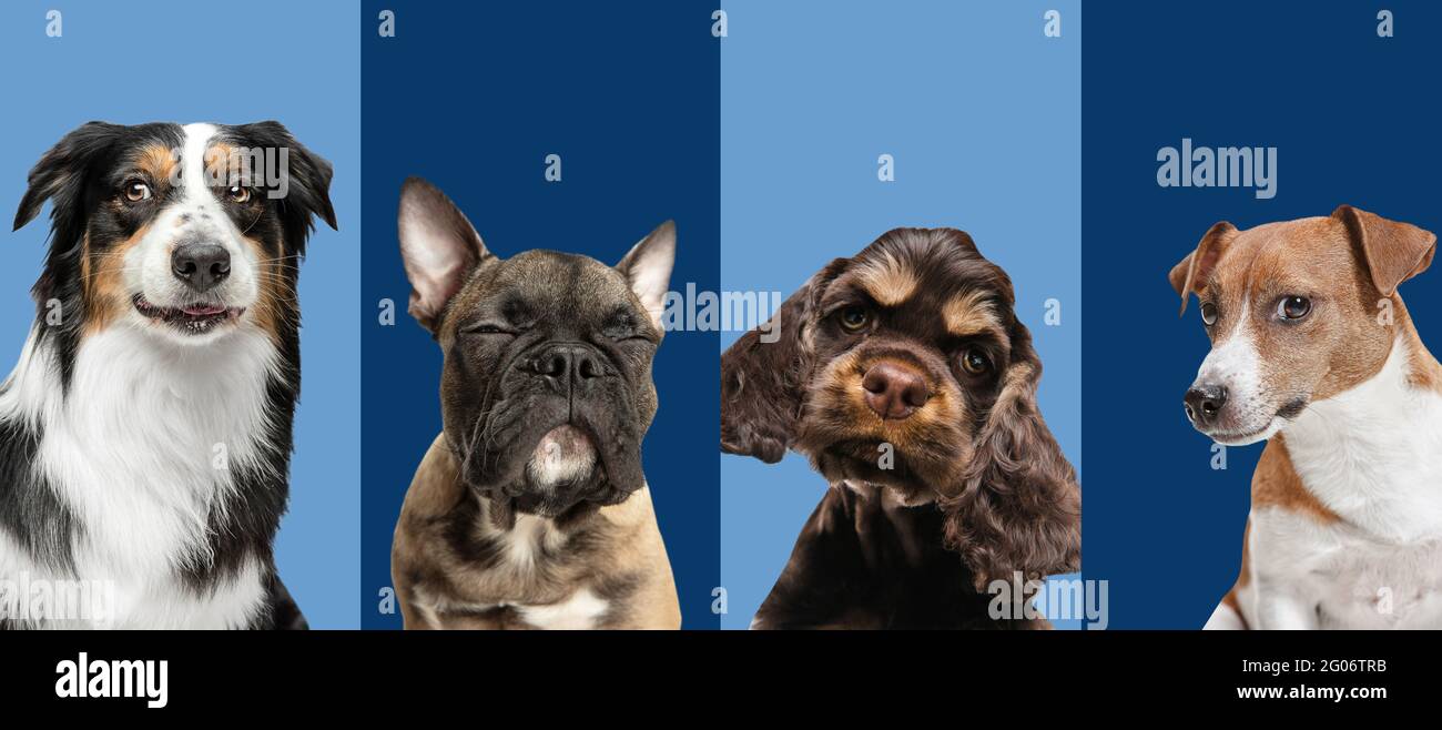 Art collage made of funny dogs different breeds on multicolored studio ...