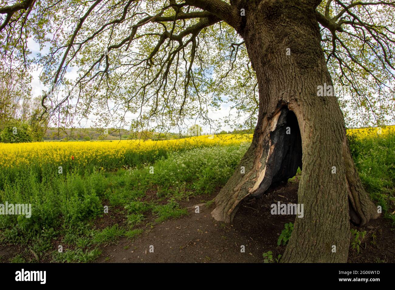Rapeseed, Brassica napus, rape, oilseed rape field under dramatic sky ...