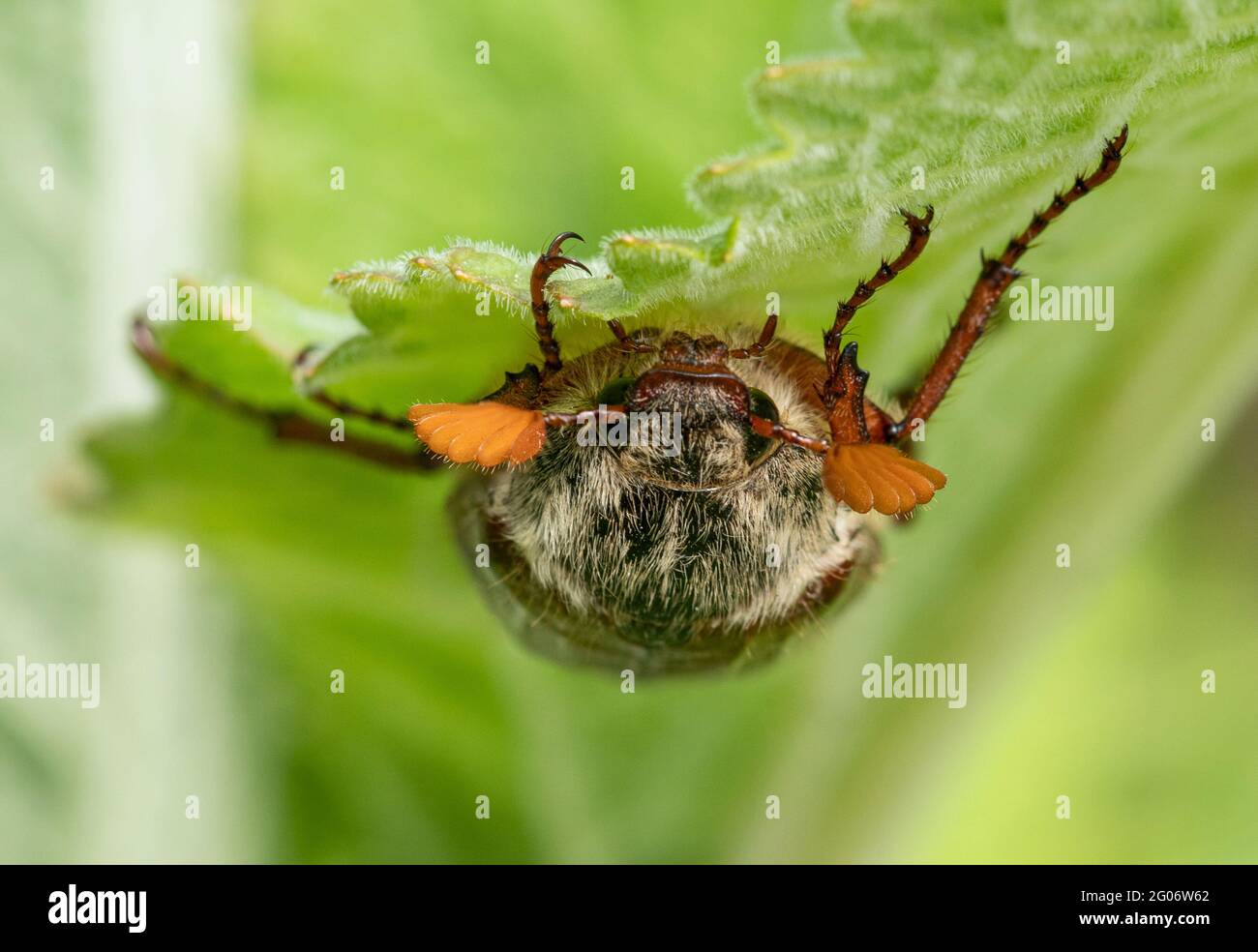 Cockchafer beetle hi-res stock photography and images - Alamy