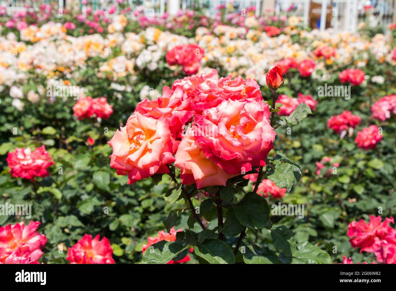Blooming beautiful colorful roses as floral background Stock Photo - Alamy