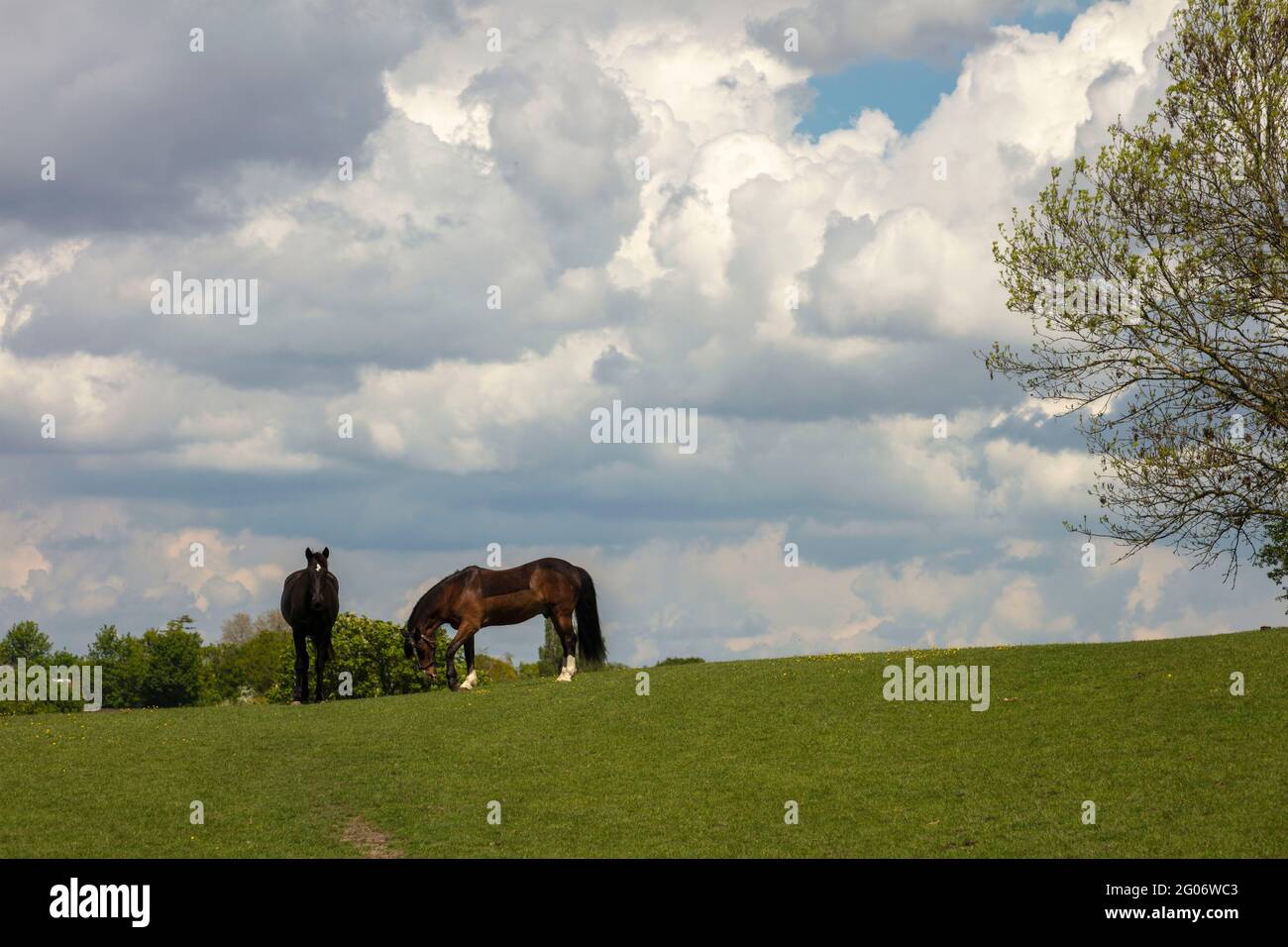 Horse standing in open field with dramatic springtime clouds Stock ...