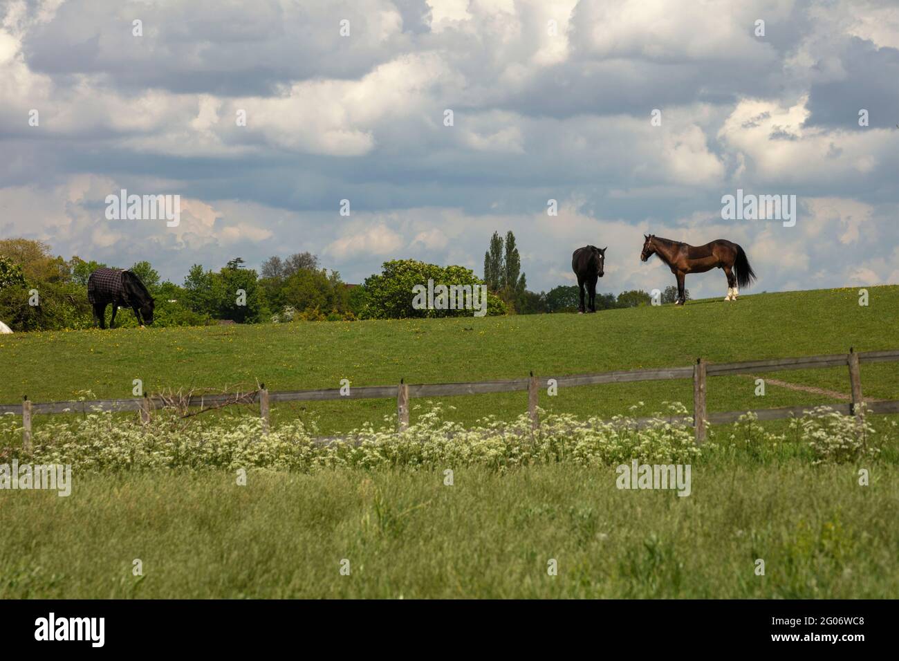 Horse standing in open field with dramatic springtime clouds Stock ...