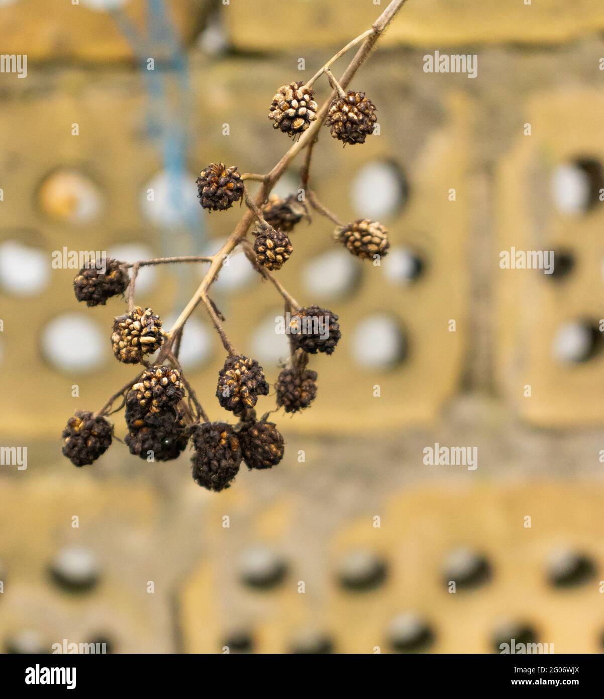 Dry blackberries on tree and blackberry thorn Stock Photo - Alamy