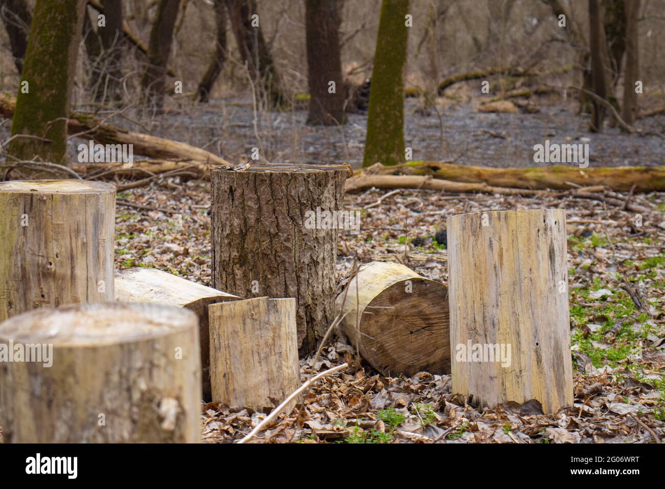 Fallen tree wood stack hi-res stock photography and images - Alamy